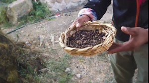 The man shows roasted coffee beans roasted in the traditional way in Peru.
