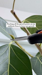 4.1K views · 137 reactions | If your Ficus is getting great sunlight...