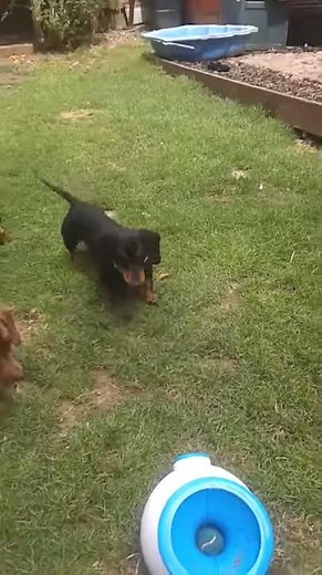 iFetch Automatic Ball Launcher