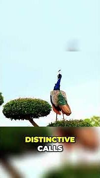 Amazing Peacock Facts: Beauty, Calls, and Culture #shorts