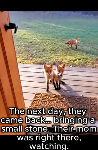 89K views · 2.6K reactions | Kindness is the universal language. | Peter Singer | Facebook