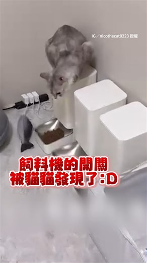 ETtoday寵物雲 on Instagram: "【憑實力繼續吃】貓咪找到飼料機用法 橘貓竟吃胖1公斤XD 影片授權：IG／nicothecat0223"