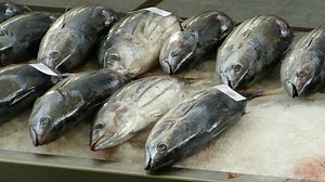 Report Shows Good Fishing Sustainability Conformance | Fish Focus