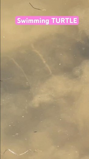 Swimming Snapping Turtle #turtle #nature