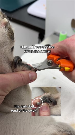 Guess the breed: double dewclaw edition. These dog nail trims and pulling the loose tufts of shedding fur really scratch the itch in our brains. Check out the dark dot that shows the end of the quick! Follow for more dog and cat care tips and the fun we find in GP veterinary medicine. #vetmed #veterinary #dogcare #nailtrim #faunavetcare