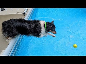Indy Dogs Hilarious Pool Flops JUMPING Into the Swimming Pool!