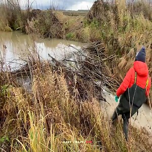 100K views · 1.3K reactions | The Deadly Beaver Dam. Lucky It Not Collapsed | Derrick X. Talks | Facebook