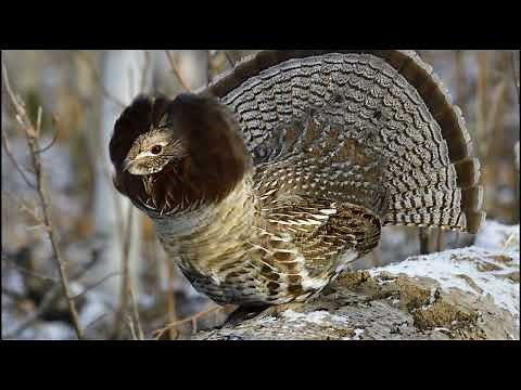 Ruffed grouse Sounds