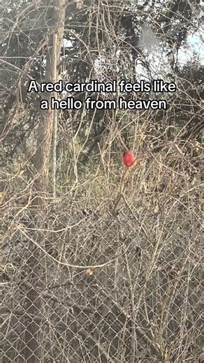 Red Cardinals: Signs from Beyond in Grief