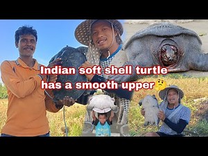 Indians soft shell turtle 🐢🐢🐢 has a smooth upper || Arunachal Pradesh India North is 🇮🇳