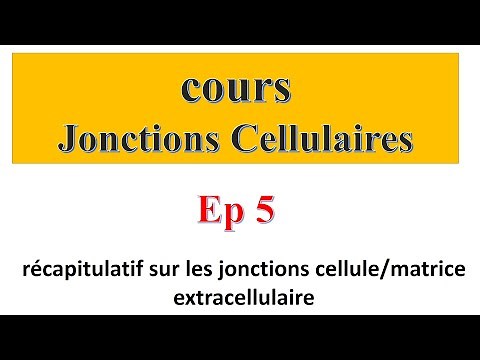 cours jonctions cellulaires Ep5: récapitulatif sur les jonctions cellule/matrice extracellulaire