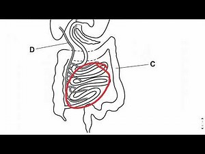 Specimen paper 1 | 2023 | New syllabus | O Level Biology | Part 1
