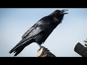 crow bird crowing sounds to attract crows naturally