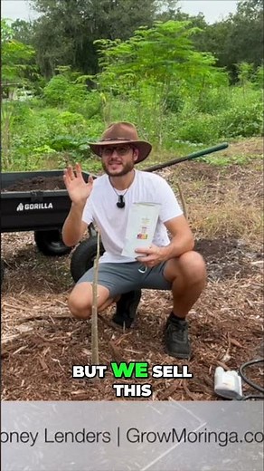 Organic Moringa Powder Why It's Perfect For Your Plants!