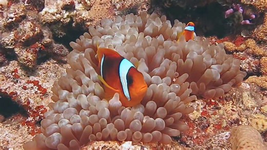 Beautiful clown fish with baby 🐠🤿😊 #clownfish #nemo #findingnemo #redseaegypt #redsea #viralshorts #ocean #underwaterlife #underwaterphotography #uwphotography #oceanlife | Red Sea Diving