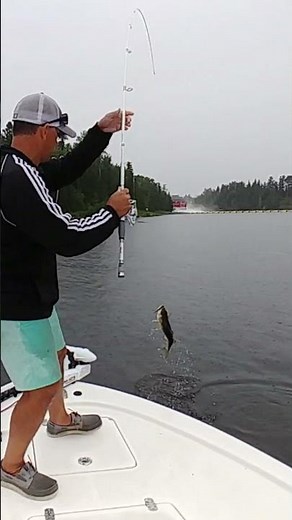 🎣 Most Popular Walleye Bait on Planet Earth – Jig & Minnow! 🐟