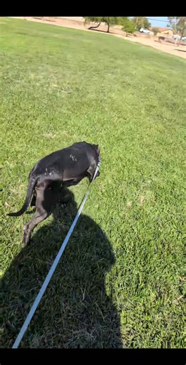 2.6K views · 22 reactions | Pinal County Animal Care and Control on Reels | Facebook