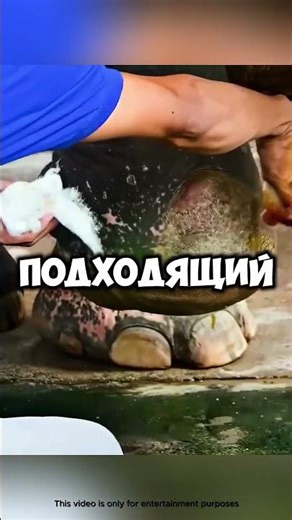 Слон и его новый протез ноги #шорты