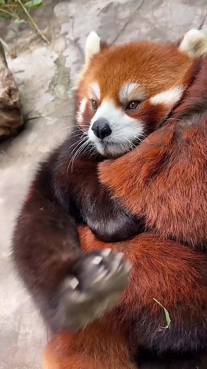 47K views · 3.7K reactions | Baby red panda  | Red Panda Zone | Facebook