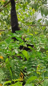 Gibbon “Hoodie” Limited-Time Return 😼 monkey style! 🐒💚 #Nature #Wildlife | Lily's Pets