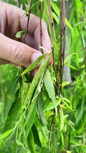 Fungal Infections in Weeping Willows Explained