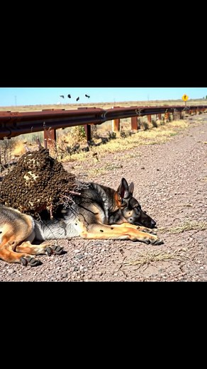 Animal Rescue: German Shepherd Rescued From Swarm of Aggressive Bees Attacking His Body | Emotional | World Event Record