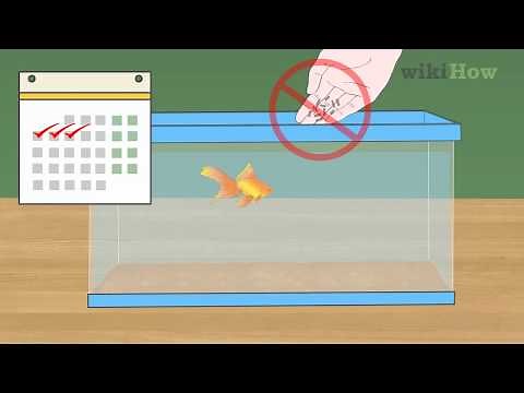 How to Fix Swim Bladder Disease in Goldfish