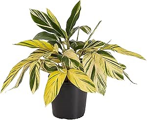 United Nursery Ginger Variegated Alpinia Zerumbet Plant Tree Live Outdoor Indoor House Plant Ships in 9.25 Inch Grower Pot at 26 to 28 Inches Tall
