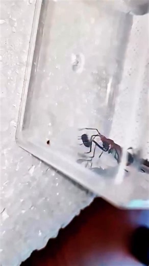 Insect Wars on Instagram: "Red Cotton Stainer Bug vs Beetle | Unique Hunting Technique #insectwars"