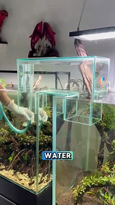 10M views · 63K reactions | ✨ Building an underwater bridge! Watch as two tanks become one with this awesome glass tunnel — the perfect highway for curious fish to explore!  #AquariumSetup #FishBridge #AquascapeIdeas #FishTankProject #FishFunFacts | GuppyKoi | Facebook
