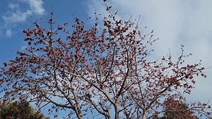Plante de Bombax Ceiba. De belles : vidéo de stock (100 % libre de droit) 3475806523 | Shutterstock
