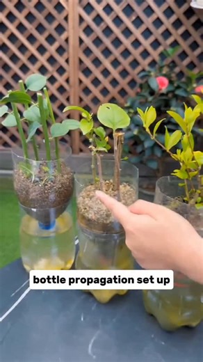 Crop and Craft | The Ultimate DIY Propagation Tool This DIY bottle propagation method keeps cuttings perfectly moist without waterlogging. It works for... | Instagram
