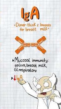 5️⃣ Immunoglobulins Made Simple!