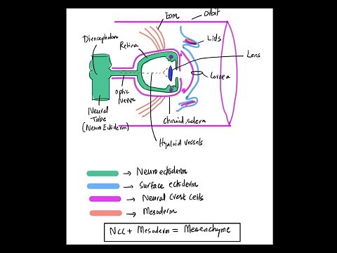 Clinical Embryology of The Eye - Part 1 (Basics)