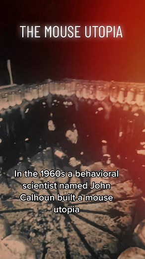 The Mouse Utopia Experiment Explained