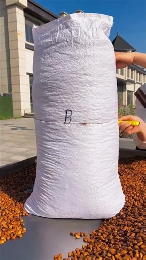 Fresh Pistachio Harvest Process | From Farm to Table 🌰 #pistachio