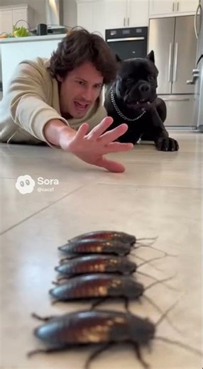 The Cockroach Speed-Eating Challenge Gone Wild