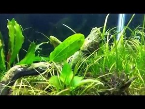 Growing Plants Using API Root Tabs and a CO2 Booster | Big Al's