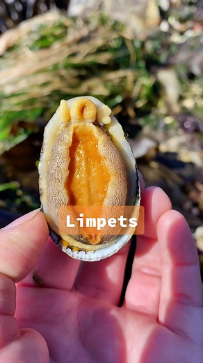 Adorable Limpets and Their Fascinating World | Marine Biology Wonders