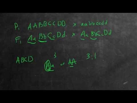 Genetics: Product Rule