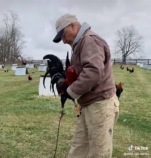 DINK FAIR FARMS on TikTok