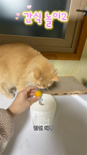 간식 놀이 #노르웨이숲 #고양이 #CAT #브이로그 #V-LOG