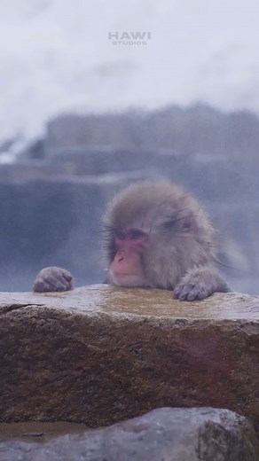 Monkey Enjoying Natural Sauna in Hot Springs #macaque #monkey #japan #hot #spring #sit #sauna #nature HA6292 #monkeysauna #japanesemonkey #yamanouchi #nagano #jidokudani | HAWI Studios