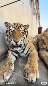 395K views · 10K reactions | Jc Jc on Reels | Facebook