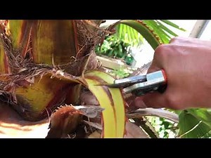 How to trim your palm tree
