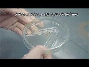 Mycology Lab Practical 3: Slide culture technique and semi-permanent slide