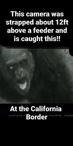 I've posted this before. Looking at this again the way he walked away does not look like a gorilla. The original description said the TrailCam was strapped 12ft above a feeder 😳 DM me for video credit No copyright infringement intended Bigfoot Sasquatch Alien Aliens BigfootSighting Yeti Yowie Nephalim Annunaki Aliensarereal Fyp Secret Secrets Starseed ForYourPage Extraterrestres Extraterrestrial Extraterrestre Extraterrestrials ufo Coverup Conspiracy Conspirancytheory Disclosure ET SciFi Classi
