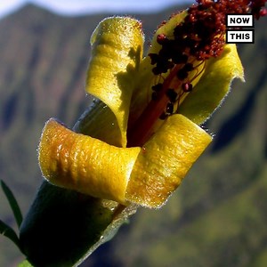 These scientists used drones to rediscover a flower they believed to be extinct | NowThis