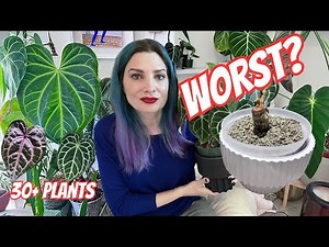 Ranking my ENTIRE Anthurium Collection! 👀🪴