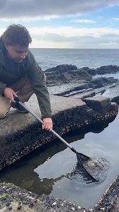Ai fossil crustacean Catch and Cook😂😎👌🔥 #iguana #florida #iguanas #iguanaiguana #iguanaman #iguanaman #hunting #floridalife | Raj Deonarine